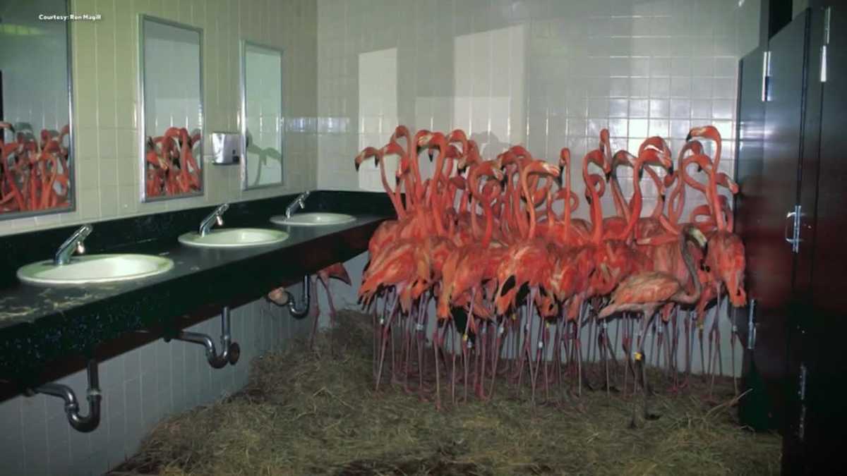 Florida zoo looks back on Hurricane Andrew