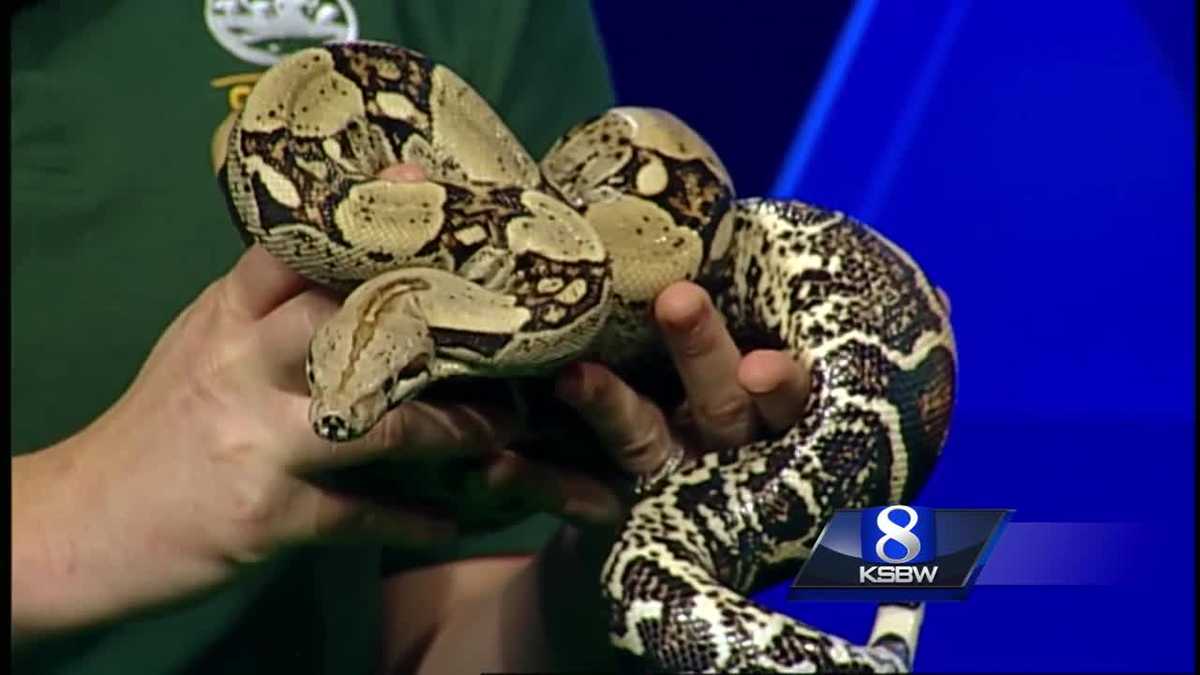 KSBW Pet of the Week: Rosie the Snake