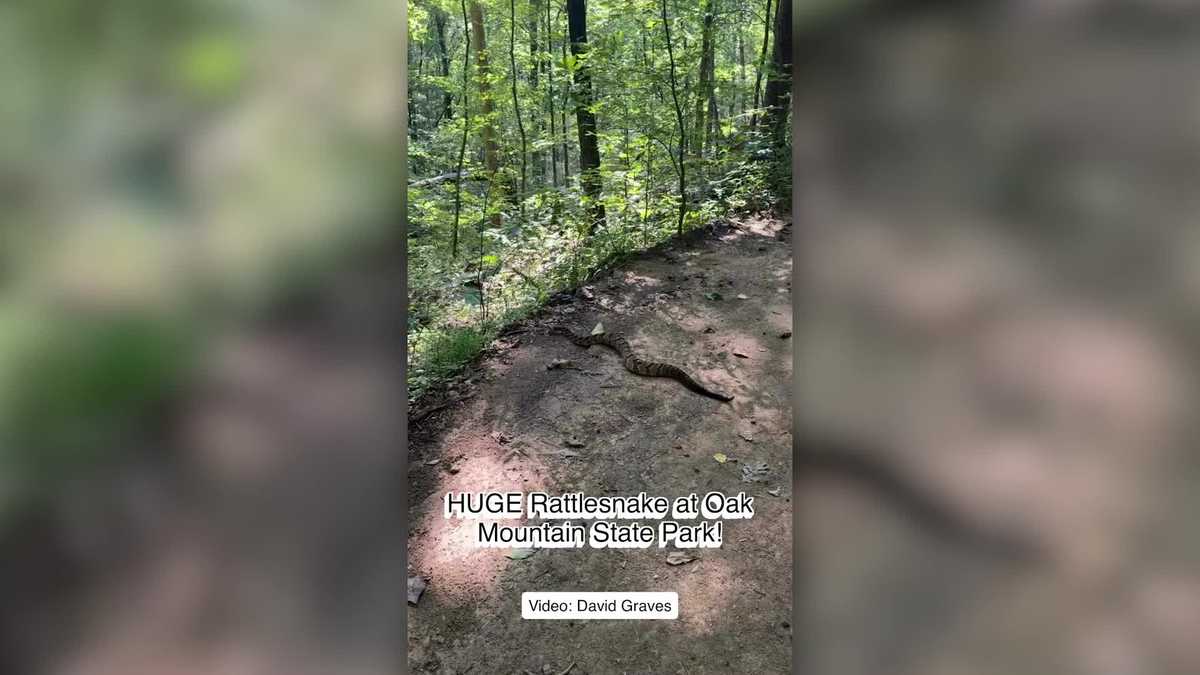 'Nope rope' rattlesnake briefly blocks trail at Alabama state park