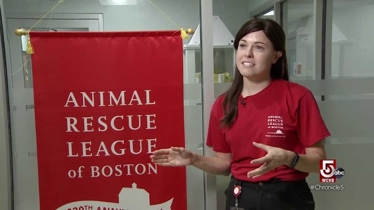 Saving and rehabbing wildlife in Massachusetts and working to find ...