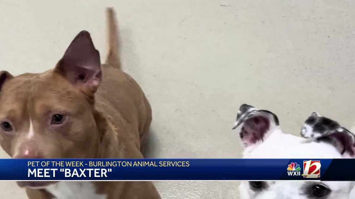 Pet of the week: Burlington Animal Services introduces us to Baxter