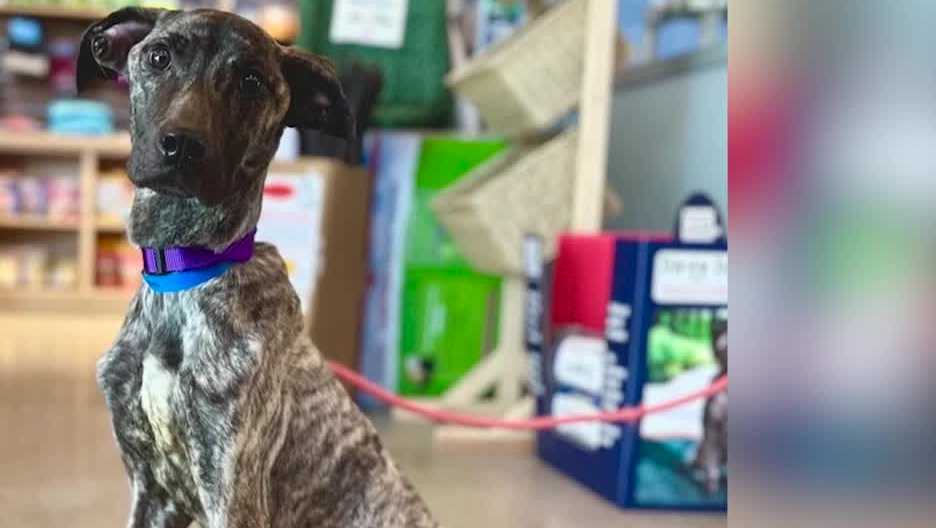 Emaciated dog found wandering Racine streets Emaciated dog found wandering Racine streets