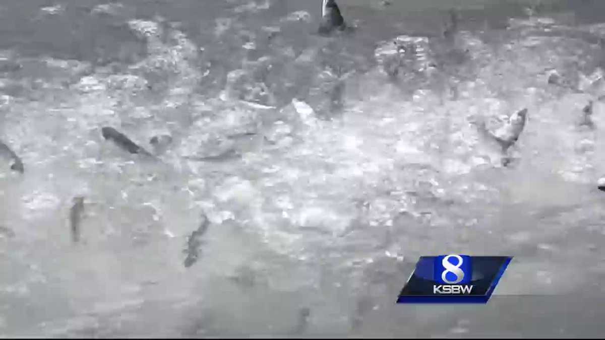 Thousands of fish released into Santa Cruz Harbor