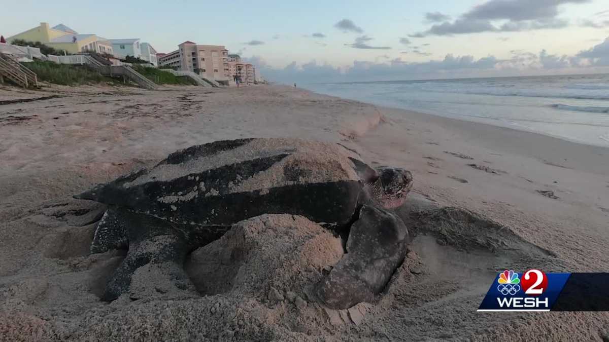 Sea turtle nesting season begins in Central Florida