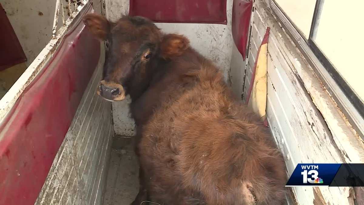 Farmer reunites with runaway cow