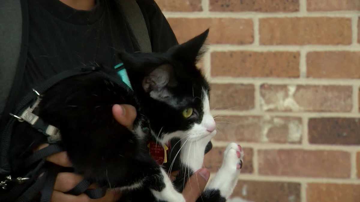 WATCH: Tux the cat returns after lost Lyft ride