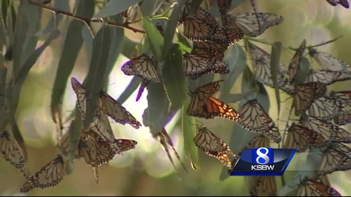 'Zombie butterflies' found in Pacific Grove