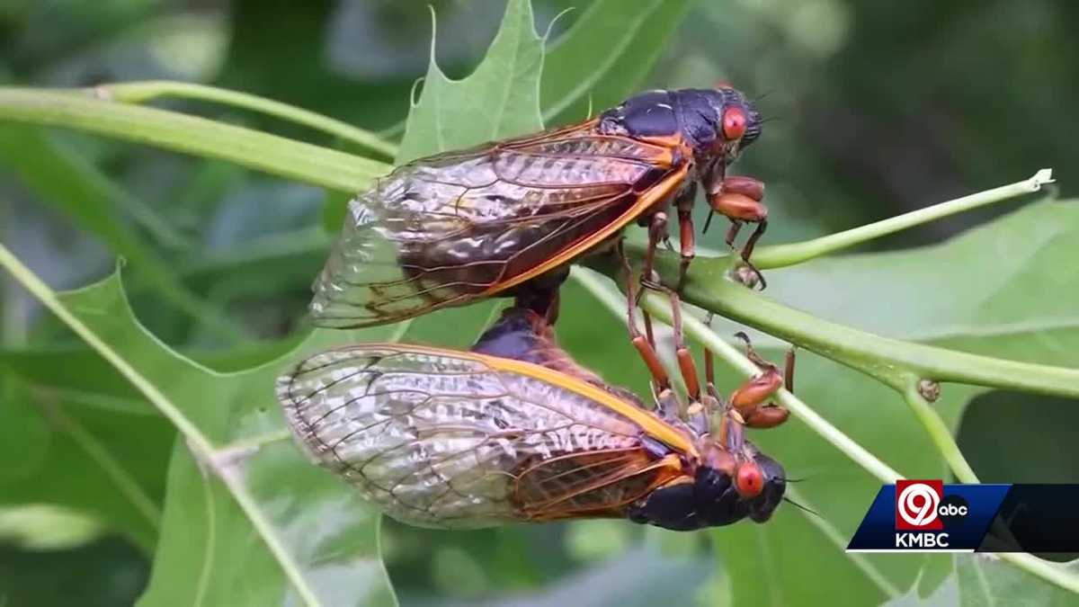 Kansas City still quiet after prepping for a cicada-filled summer