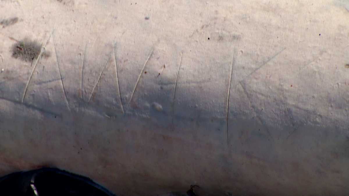 Beached gray whale found with markings carved on side - WJCL