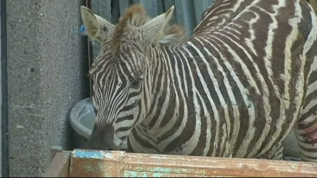 Animal Stories with Dan Green – Zebra Jailbreak!