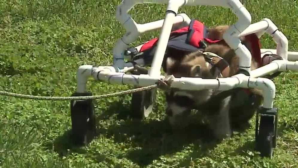 Central Hardin students design walker for disabled raccoon