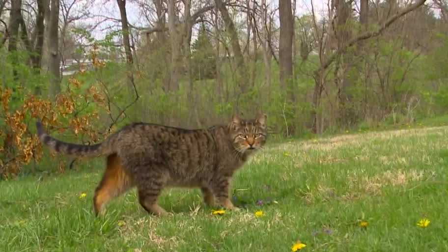 Cat fight: Woman at odds with Iowa city over feral cats that live in park