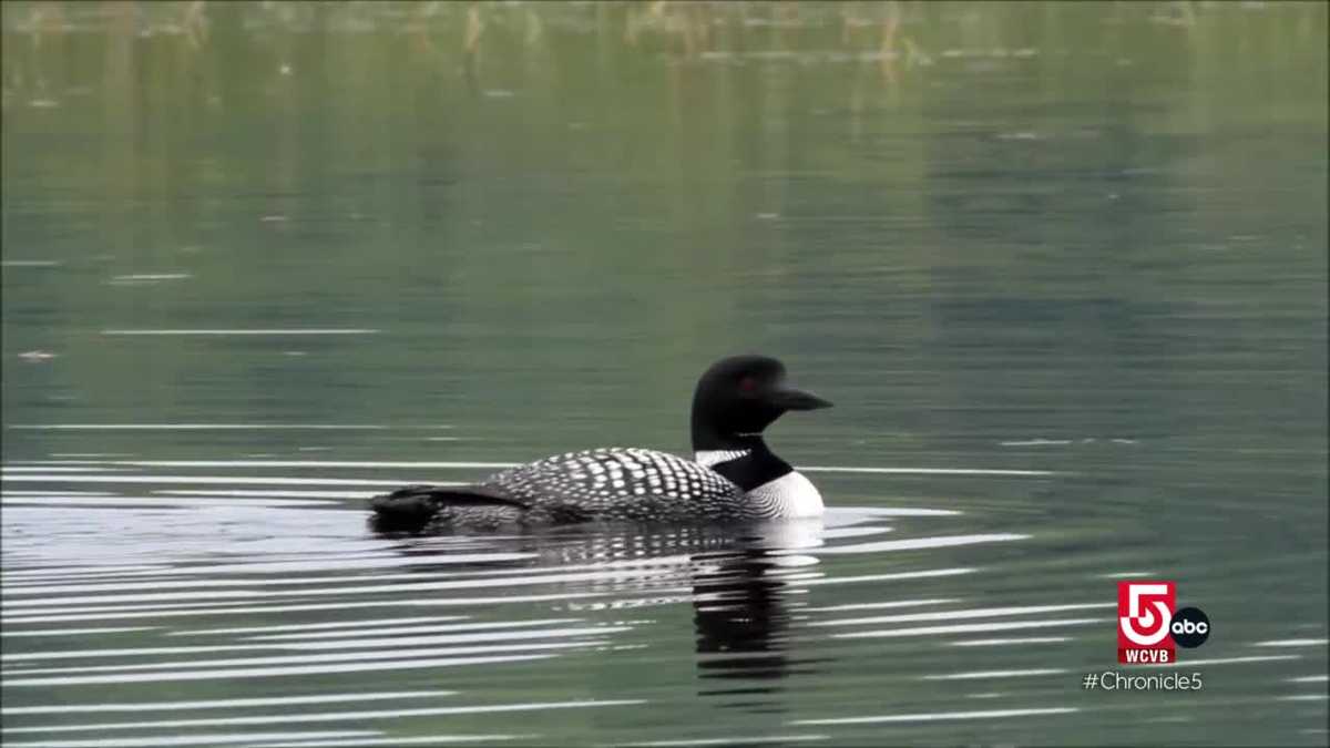 The comeback of loons in the Bay State and a lost class ring