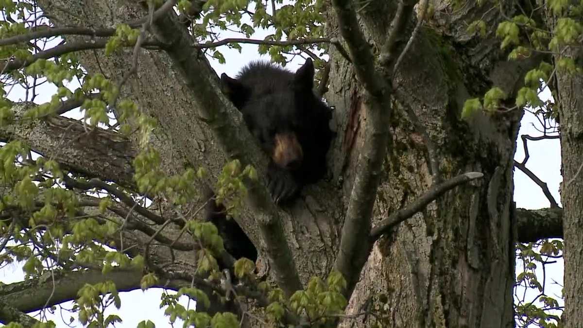 Raw video: Bear up in tree in Manchester