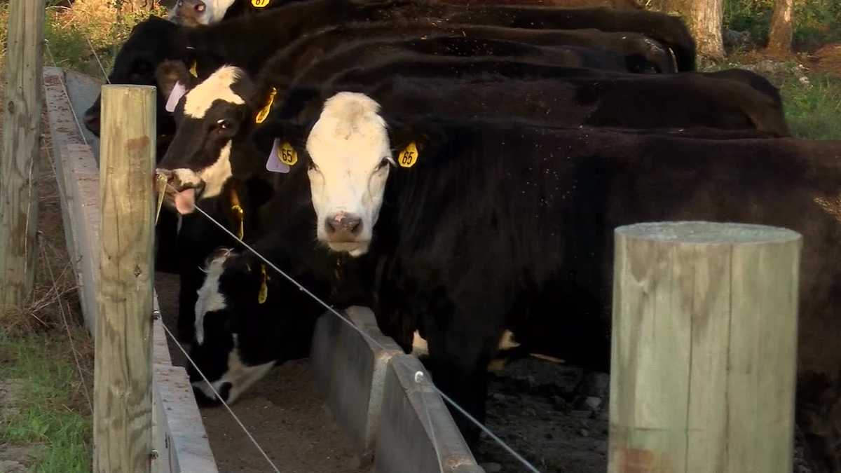 ‘How could it be my fault?’ Car vs cow crash leaves driver with steep ...