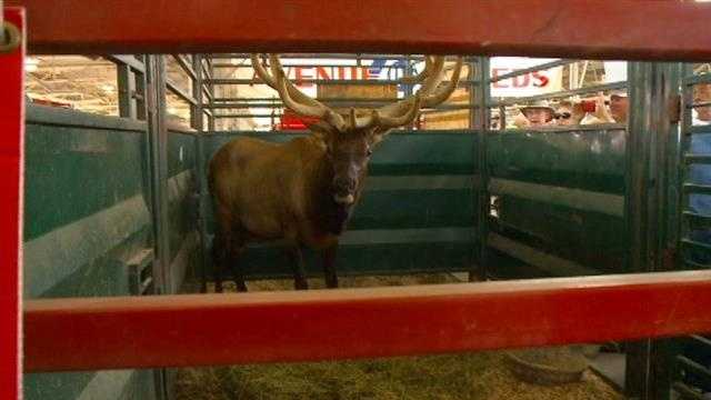 Iowa State Fair Exploring: Avenue of the Breeds