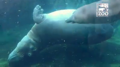 Hippo mom Bibi gets playful with daughter Fiona