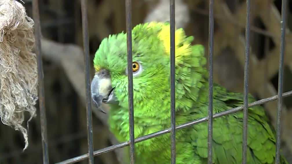 Ed's Pet World closing, selling Alabama property