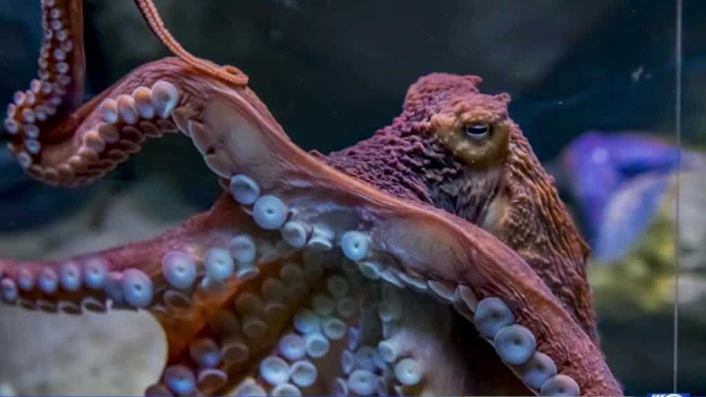 Meet Milwaukee County Zoo's new octopus