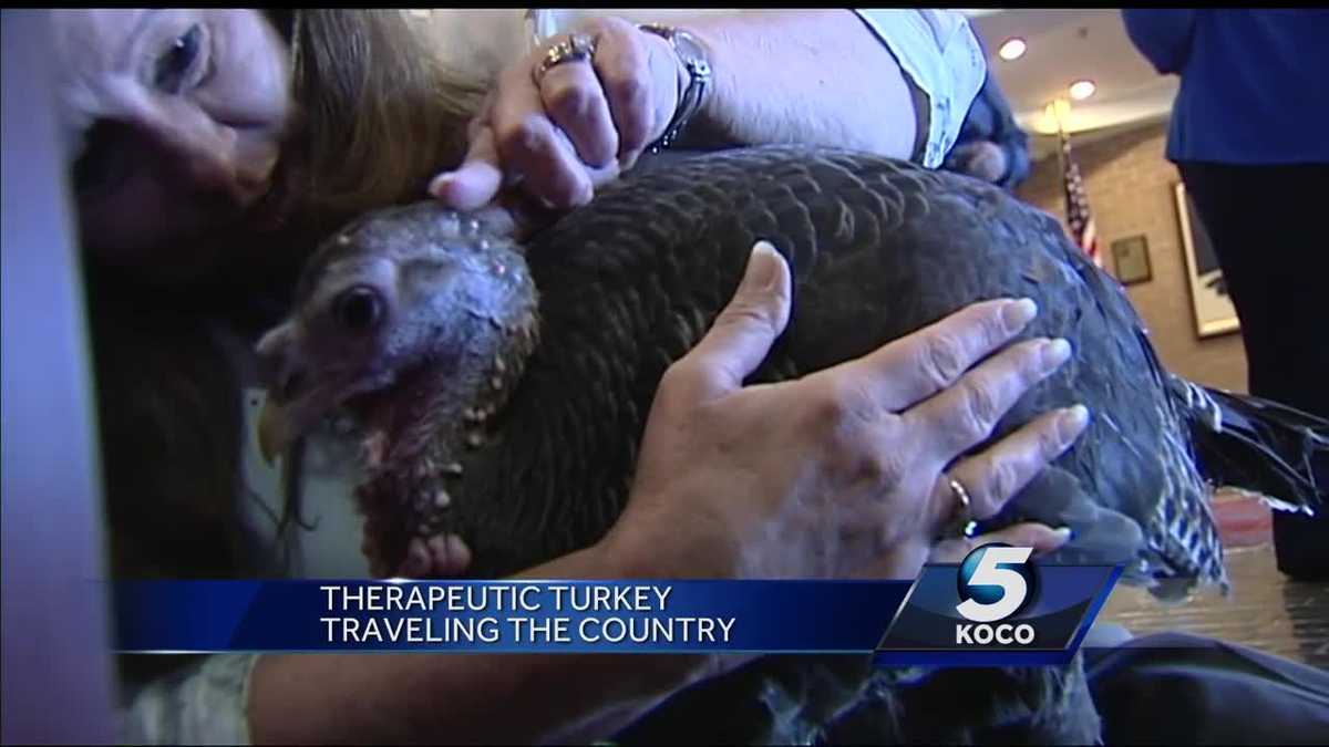 Traveling, Cuddle Turkey stops by KOCO 5 studio