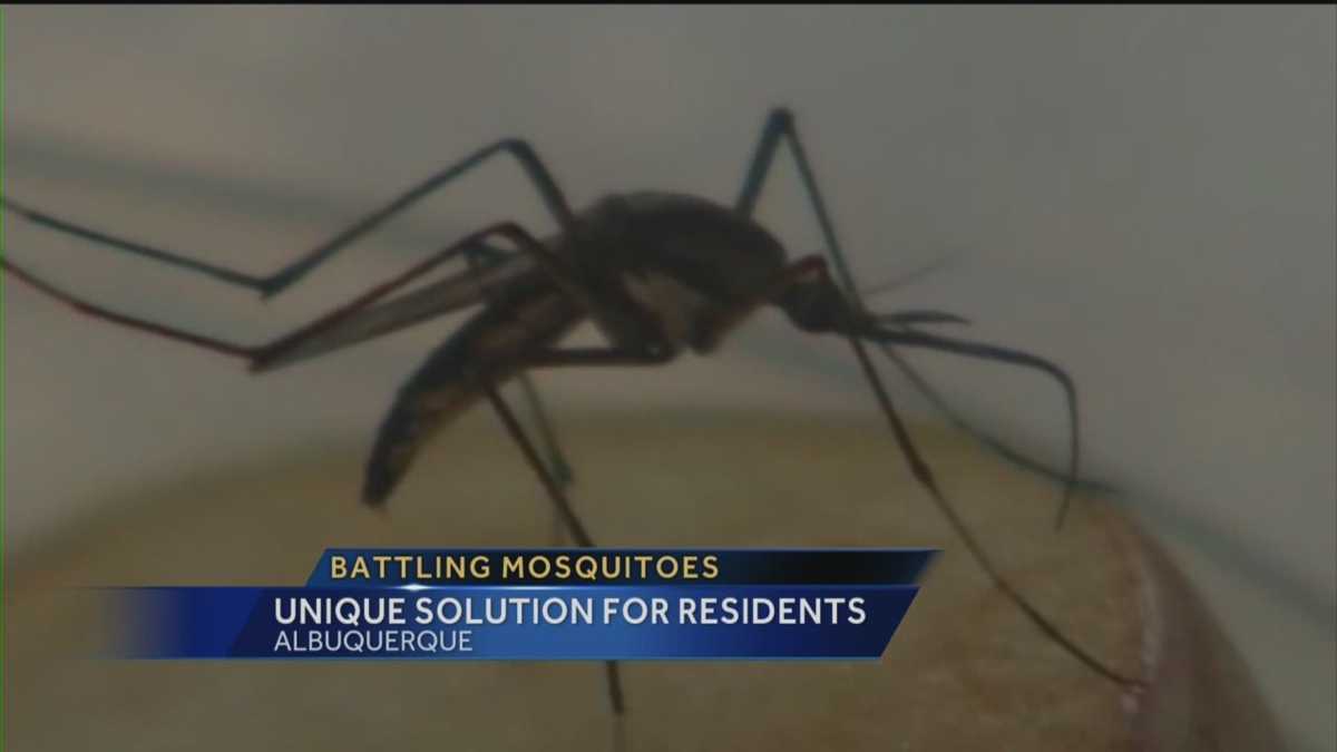 Battling Mosquitoes: Unique Solution for Residents