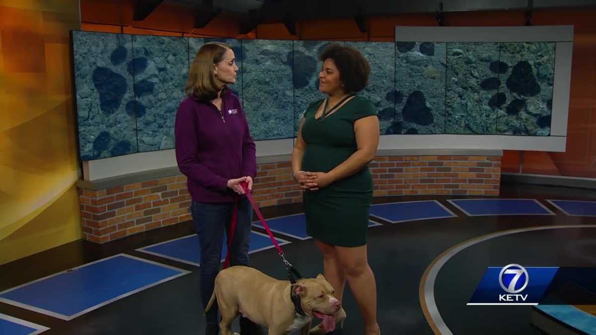 Nebraska Humane Society has deals for pet adoptions