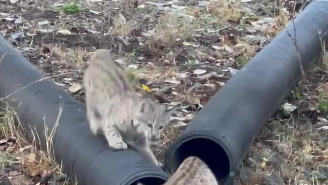 Watch: Bobcat cubs play in Carmel backyard