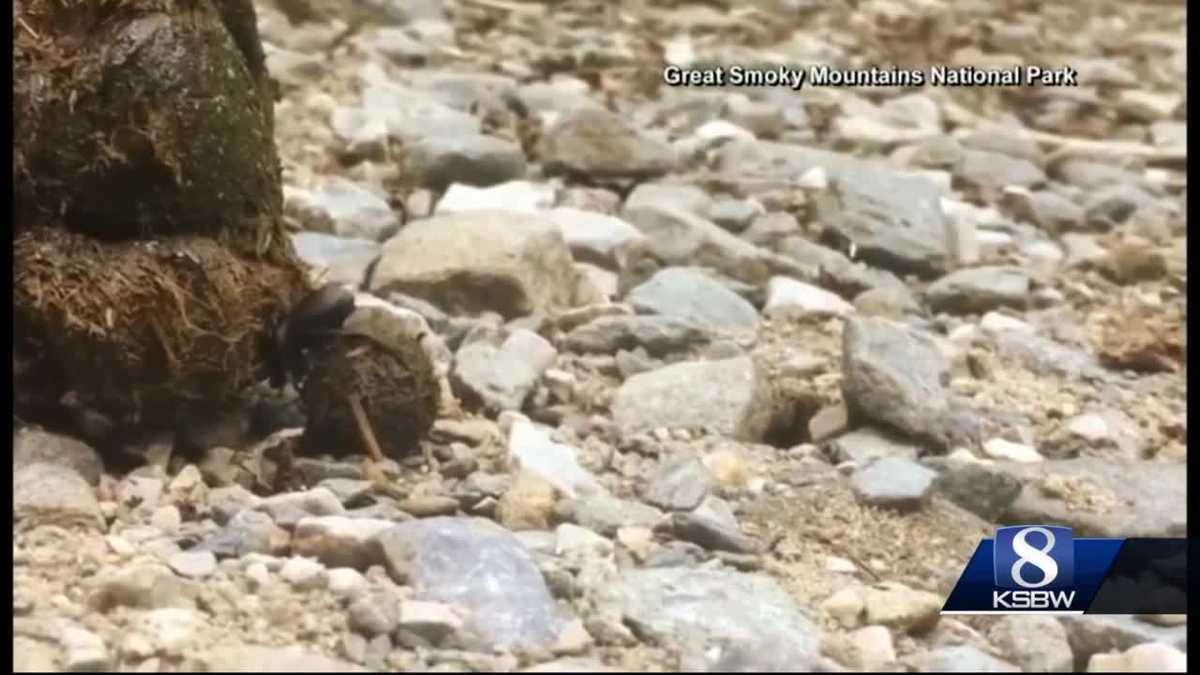 Animal Stories with Dan Green: a tumble bug
