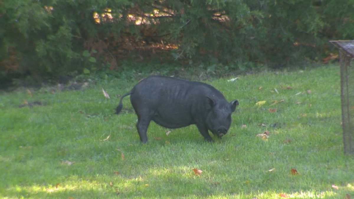 No one can catch this runaway pig