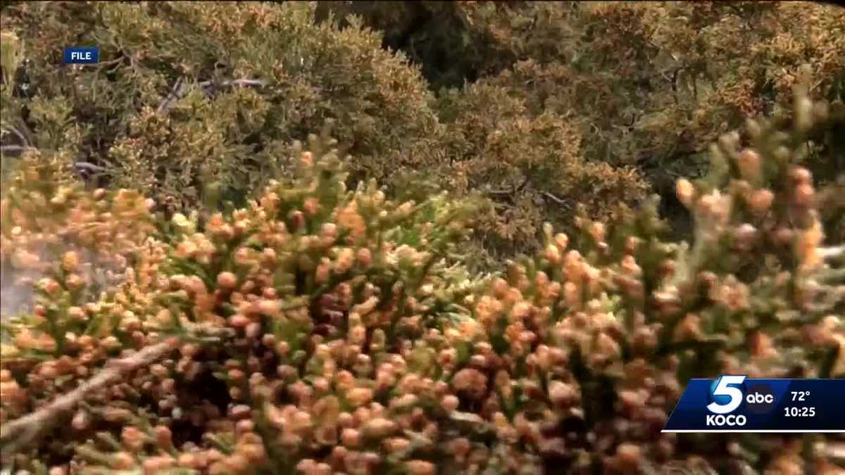 Oklahoma commission urges removal of cedar trees to protect land