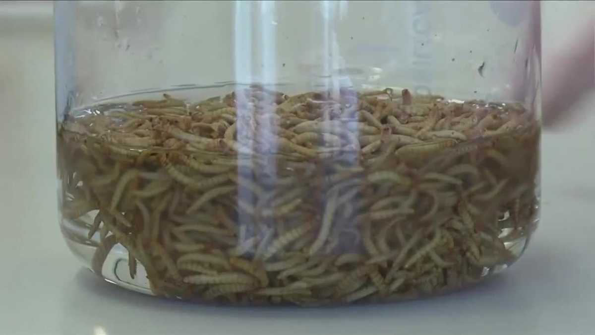 Could butter made from bug larvae replace dairy?