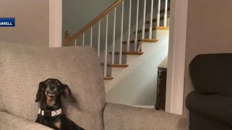 Dog sings along during clarinet practice