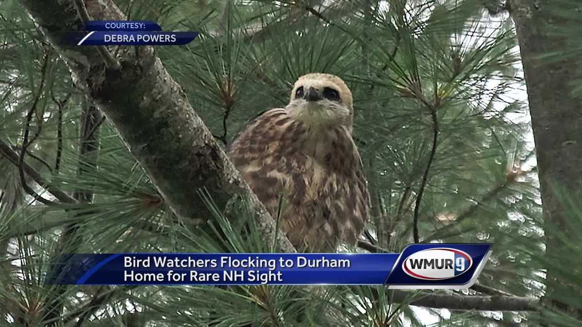 Pair of hawks rarely seen in Northeast nest in yard of UNH football coach