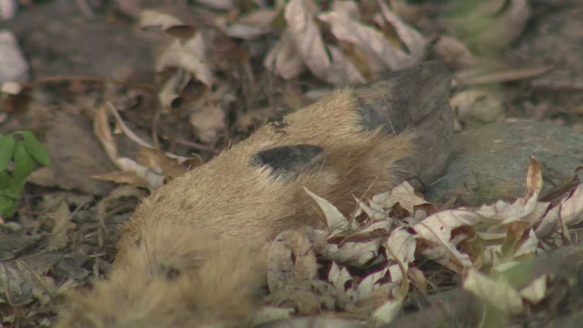 Dead deer continues to rot in Sacramento County backyard