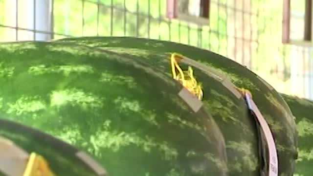 Oklahoma Fantastic Finds: Rush Springs Watermelon Festival