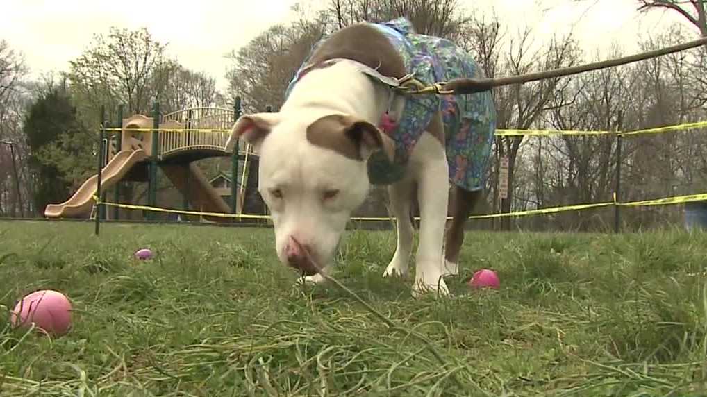 Floyd County Animal Rescue League hosts Easter egg hunt for dogs