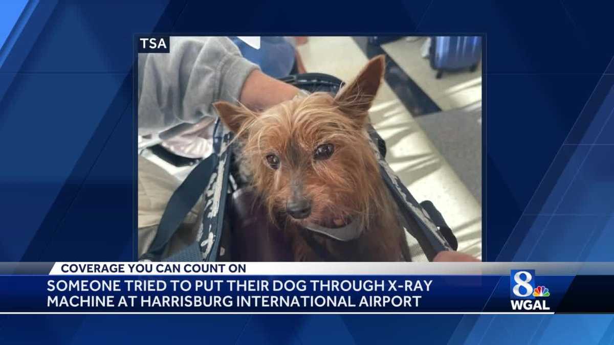 Critters and pets found by the TSA