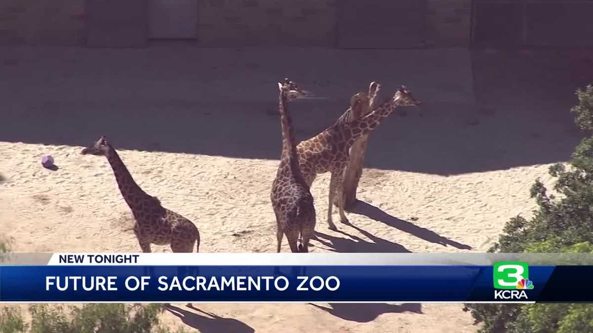 Sacramento leaders approve study for zoo move