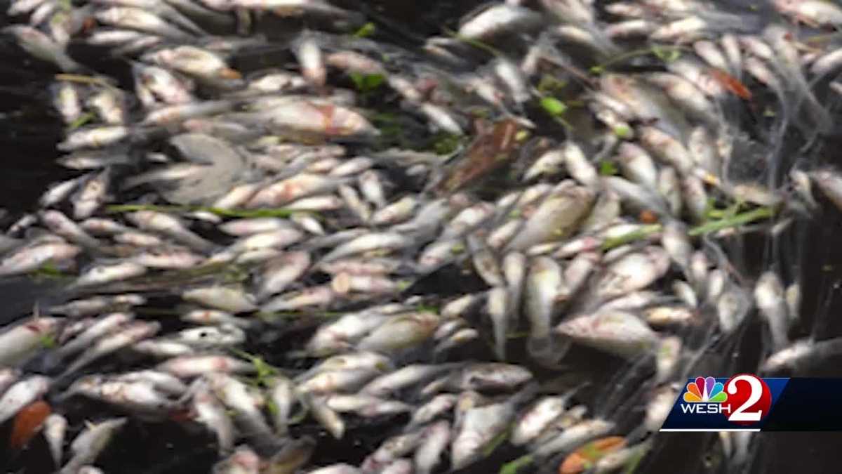 'Everything was dead,': Ormond Beach residents worry about massive fish ...