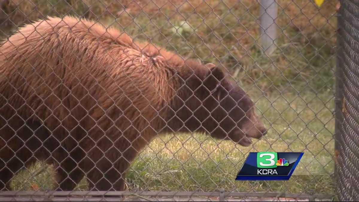 Three-legged bear cub finds sanctuary in Galt
