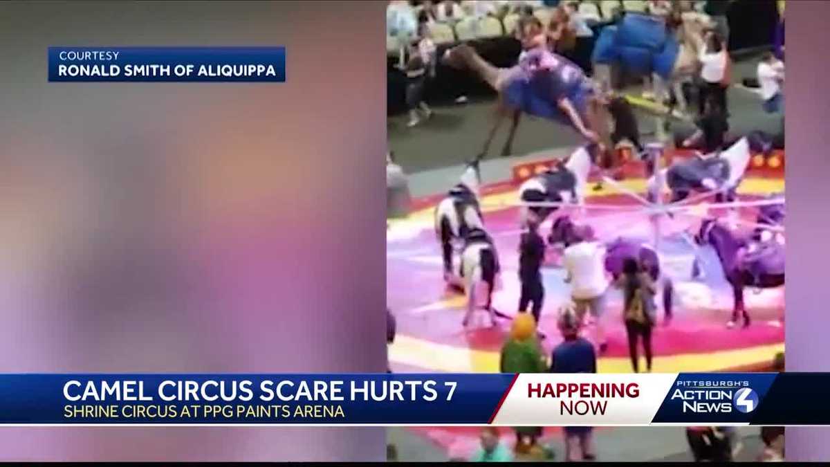 Several people injured when spooked camel starts bucking at Shrine ...