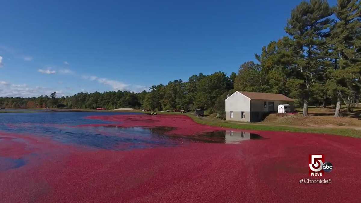 Cranberries are Massachusetts largest food crop