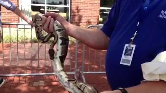 See the python found in the Inner Harbor water wheel