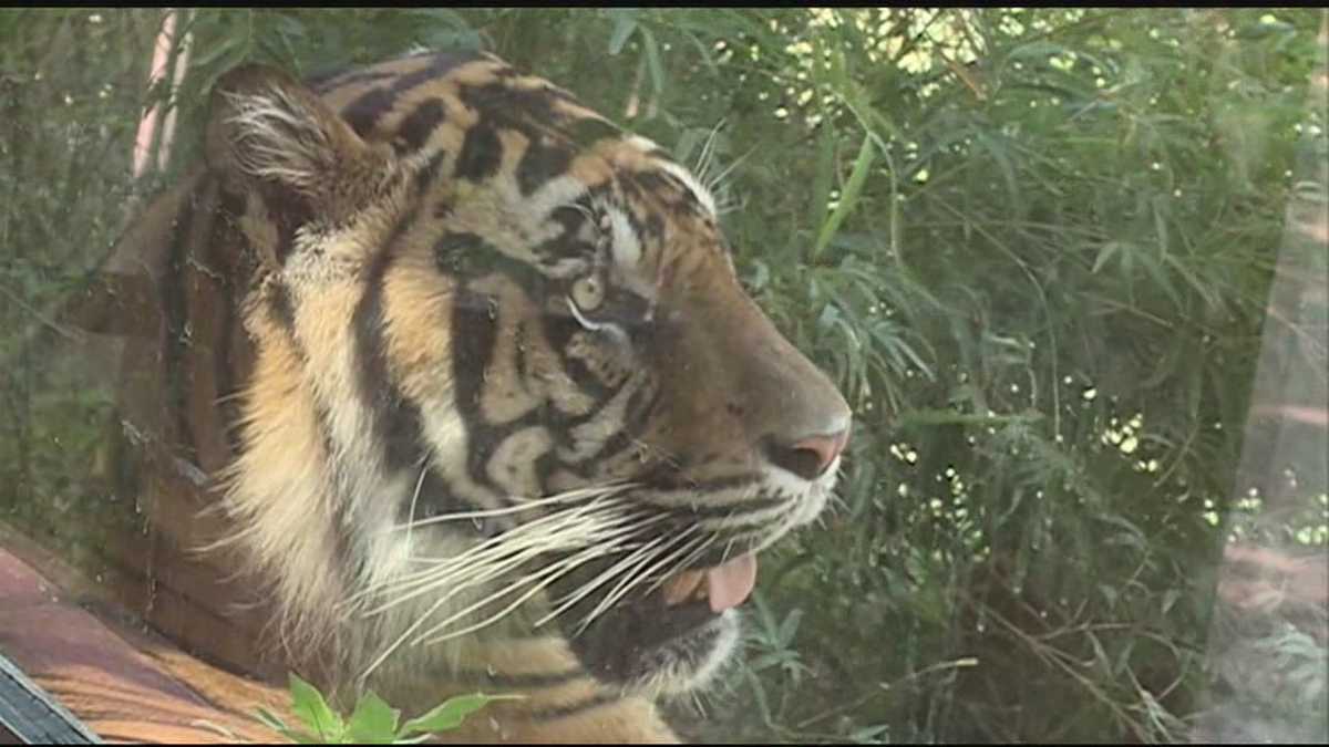 Problems at Jackson Zoo