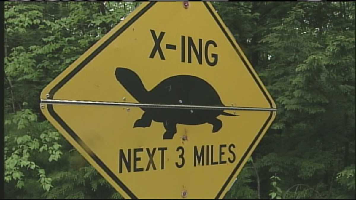 Road signs warn drivers of endangered Maine turtles