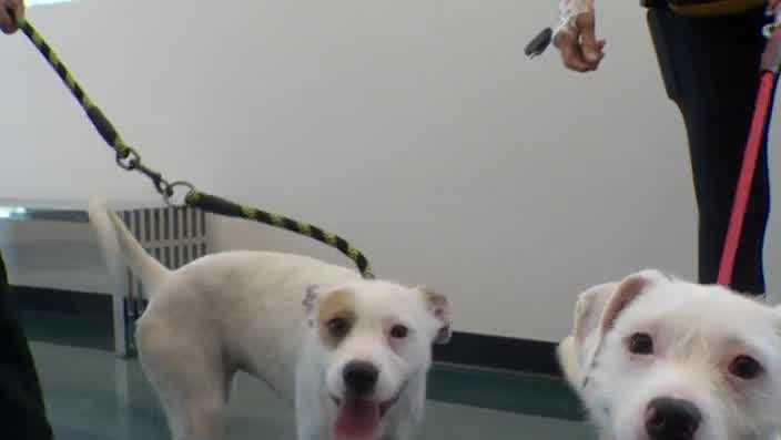 Placer County SPCA helps adopt Maui shelter dogs