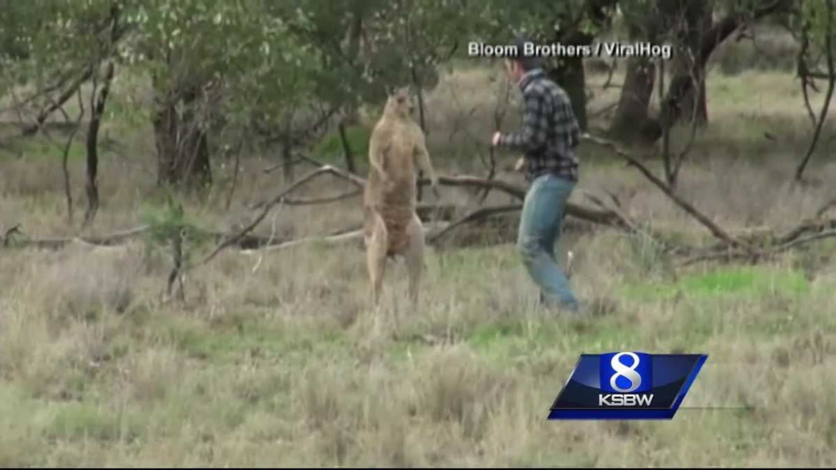 Animal Stories with Dan Green: Kangaroo Scuffle