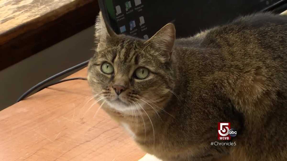 Cats call this place home