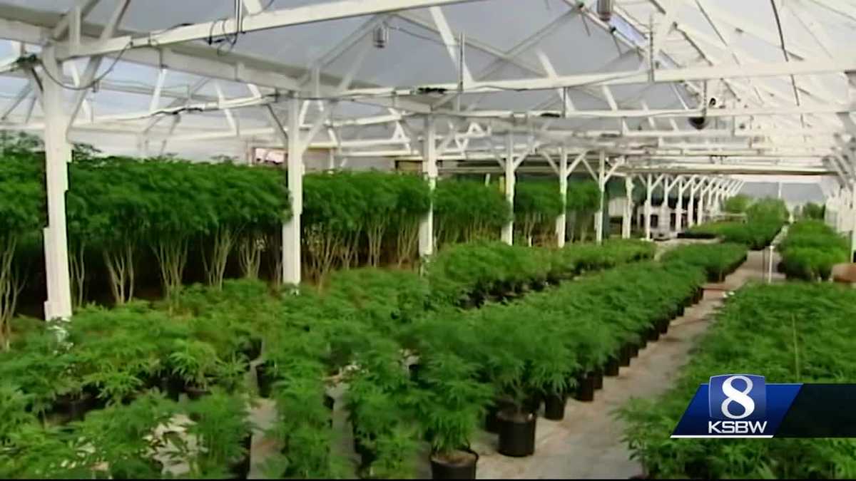 Monterey County weed growers: Taxes kill legal industry