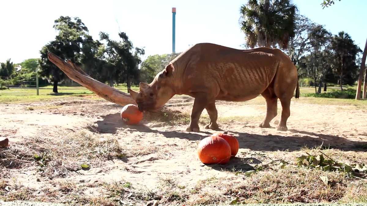 See adorable video of a rhino playing with a pumpkins